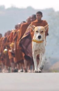 Everything You Need to Know About Aloka, the Peace Dog